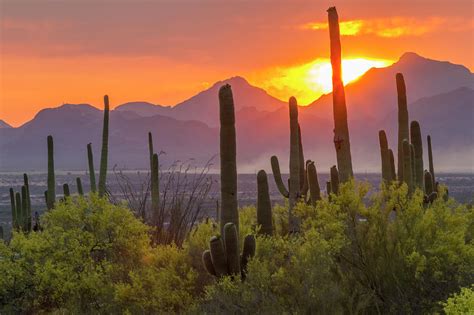 Usa Arizona Saguaro National Park 19 Photograph By Jaynes Gallery
