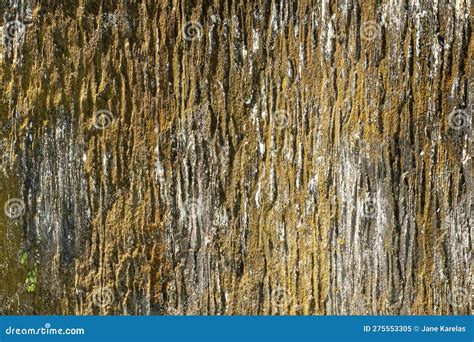 Tree Bark With Mold Grunge Texture Stock Image Image Of Design