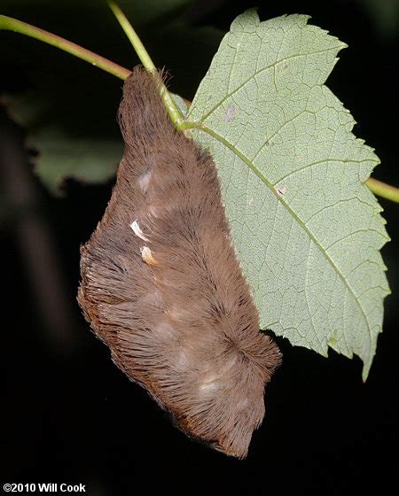 Megalopyge Opercularis Southern Flannel Moth