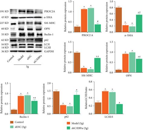 The Impact Of Cebpα Deficiency In Stretch Activated Aortic Rings Of Ad Download Scientific