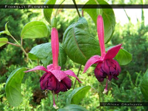 Fiorelli Flowers - FuchsiaFinder