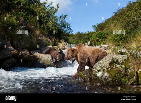 Usa Alaska Katmai National Park Coastal Brown Bears Ursus Arctos