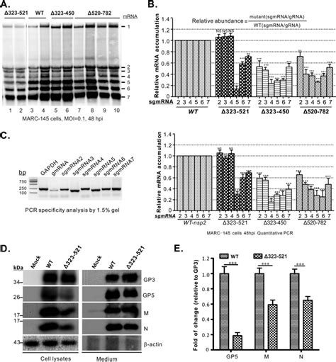 The Nsp2 Hypervariable Region Of Porcine Reproductive And Respiratory