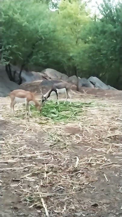 It Is Raining Here If You Are Also Experiencing Rain Then Write In The Comments Wildlife Deer