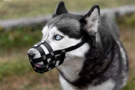 Perros Agresivos ¿qué Cuidados Necesitan Y Cómo Ayudarlos Ruff Toys