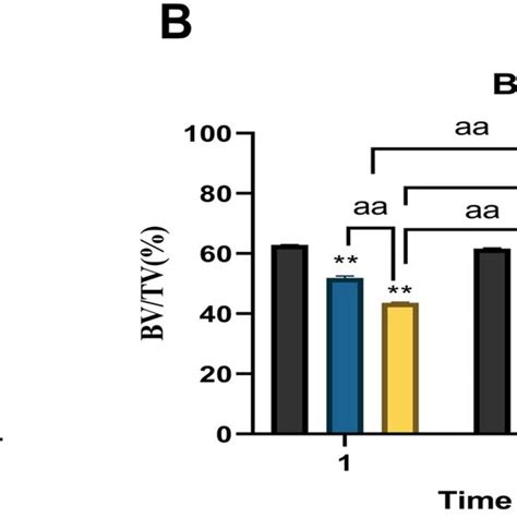 Cylindrical Bone Samples Including Cortical And Cancellous Bone A Download Scientific