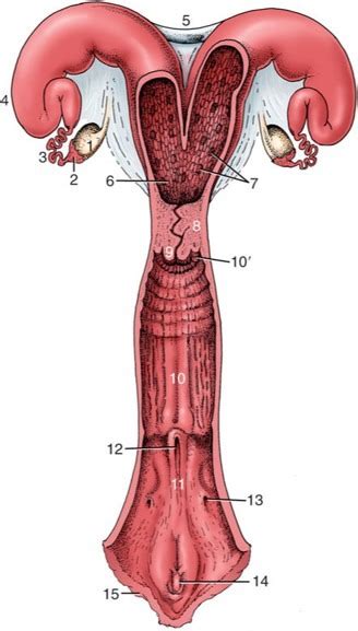Cow Reproductive Tract Diagram Quizlet