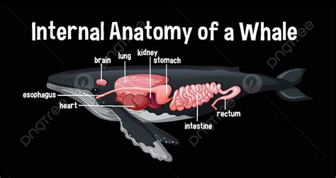 Internal Anatomy Of A Whale With Label Science Drawing Isolated Vector