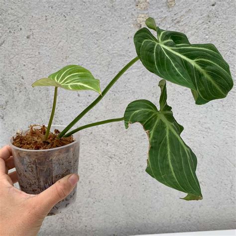 Philodendron Gloriosum White Veins Small Philodendron Plants We Love Aroids