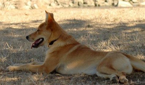 Dingo Lab Mix Dingo Lab Mix