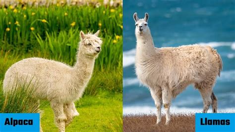 Alpaca Vs Llamas Check Here All The Differences Between Them