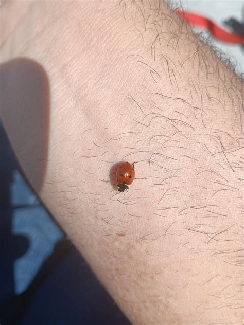 Mimic Or Real Ladybug R Bugidentification
