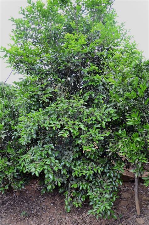 Tree Loaded With Psidium Cattleianum Fruits In The Backyard Stock Image Image Of Nature