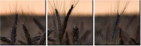 70 90cm Obraz 3 Elem Kłosy żyta ścienny Druk Płótno Porównaj Ceny
