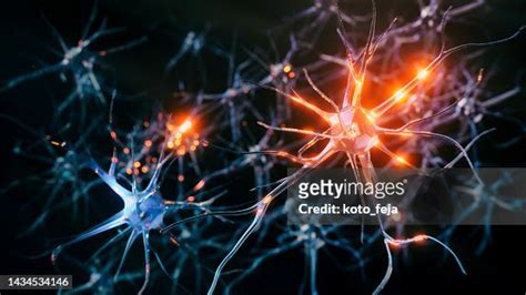 Introduction To The Autonomic Nervous System Polyvagal Ladder United