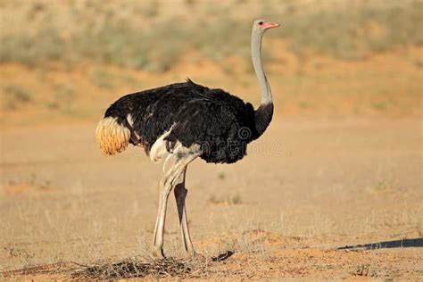 Ostrich Habitat