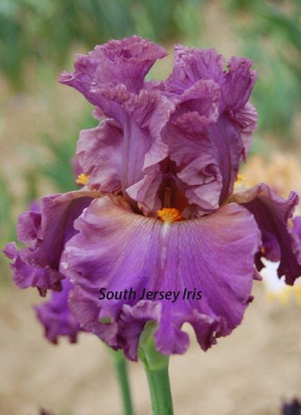 Fine Fixins Burseen 2014 South Jersey Iris