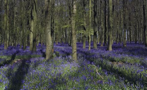 Bluebell Woods Rajeev Peeka Flickr