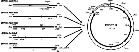 Cloning Strategy For The Full Length Clone Left Schematic Drawing Of Download Scientific