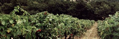 Learn About Wine Barsac Bordeaux France Berry Bros And Rudd