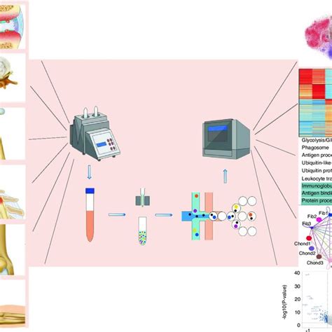 The Brief Workflow Of Single Cell Rna Sequencing For These Orthopedic