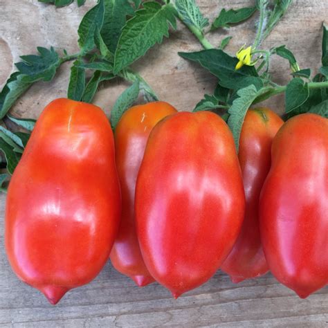 San Marzano Tomato Truelove Seeds