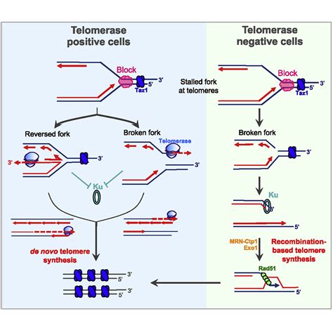Telomerase Repairs Collapsed Replication Forks At Telomeres Cell Reports