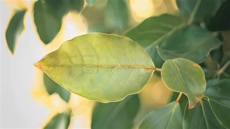 白昼数字艺术 樟树叶 Ai图片免费下载png格式4368像素编号69516774 千图网