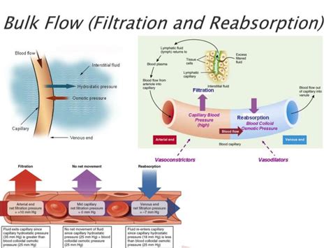 Filtration And Reabsorption In Capillaries At Walter Lawrence Blog