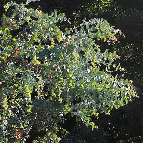 Eucalyptus Risdonii About Tasmania