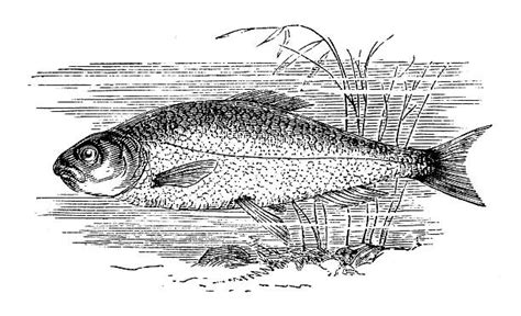 Sea Roach Drawing Illustrations Royalty Free Vector Graphics And Clip