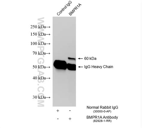 Bmpr1a Antibody 82928 1 Pbs Proteintech