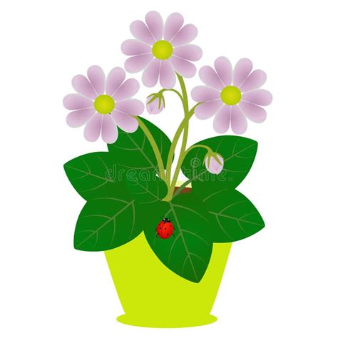 Flowers In A Pot With A Ladybug On Leaves On A White Background Stock Illustration