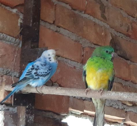 Pjevajući Papagaji Par