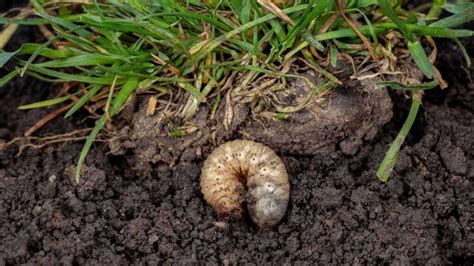 Lawn Worm What Are Lawn Worms And How To Get Rid Of Them