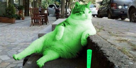 The Ray Cat Solution Imgflip