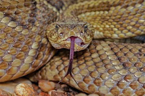 The Science Of A Snakes Split Jaw And How It Works