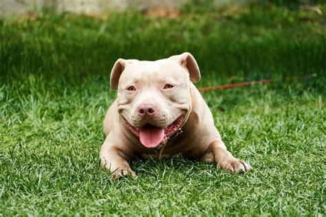 The 12 Cutest Pit Bull Pictures Of 2022 Pictures Of Pit Bulls