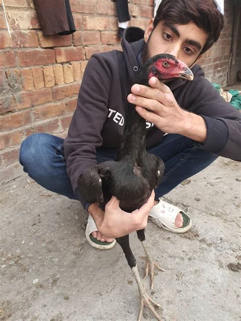 Shamo Female Hens 1097042451