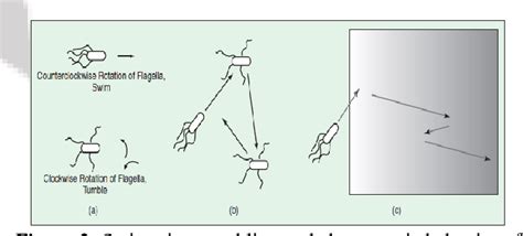 figure 1 from comparative analysis of bacterial foraging optimization