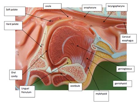 Mouth Lab Practical 3 Diagram Quizlet