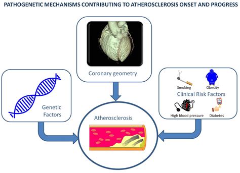 Atherosclerosis Pathogenesis