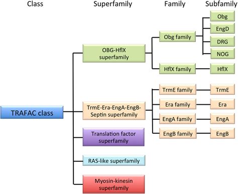 Classification Of Gtpases The Trafac Class Is A Member Of The P Loop