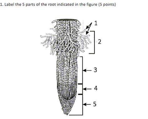 Pmb 2022 Lab Quiz 3 Diagram Quizlet