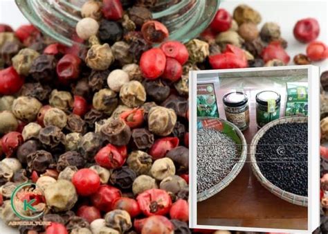 Overview About Worldwide Pepper Export Price