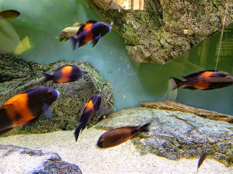 Akvaryum Balık A V M Tropheus Sp Black Bemba