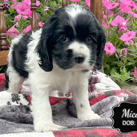 Micah Cocker Spaniel Puppy For Sale In Pennsylvania