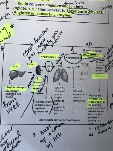 Cardiac Output Flashcards Quizlet
