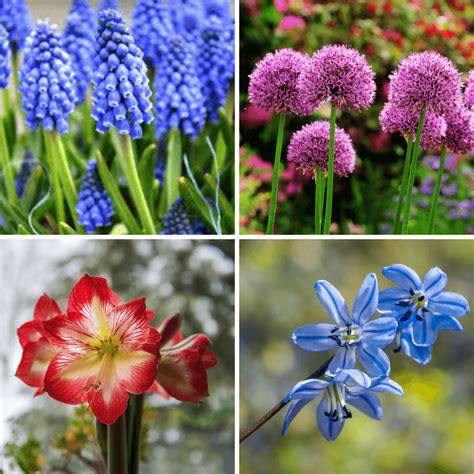 Types Of Bulbs To Plant For A Gorgeous Garden In 2026