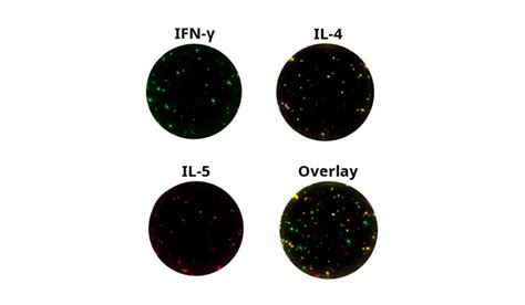 Peppool Cefras Global Cd4 And Cd8 Human Mabtech